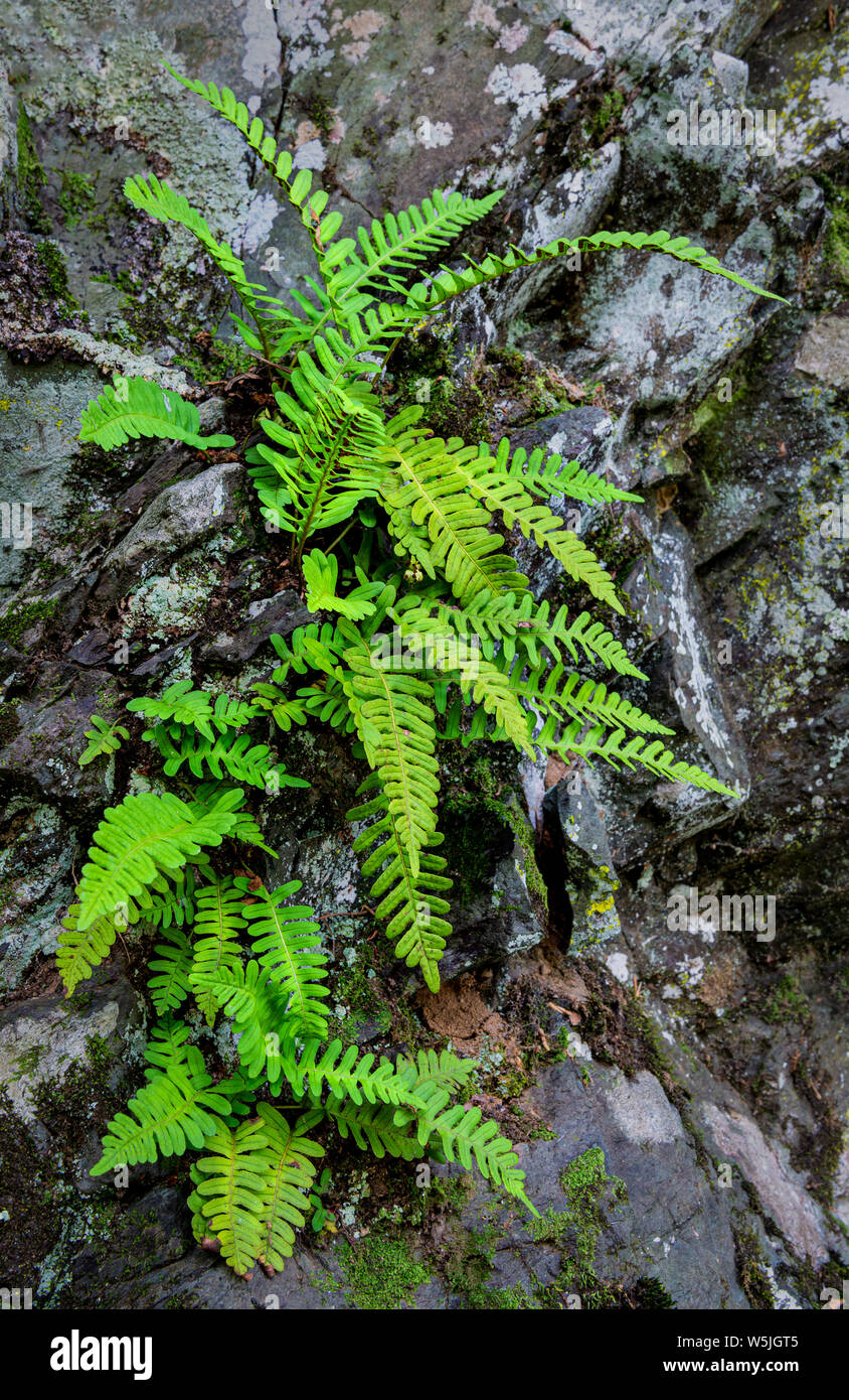 Polypodium Virginianum