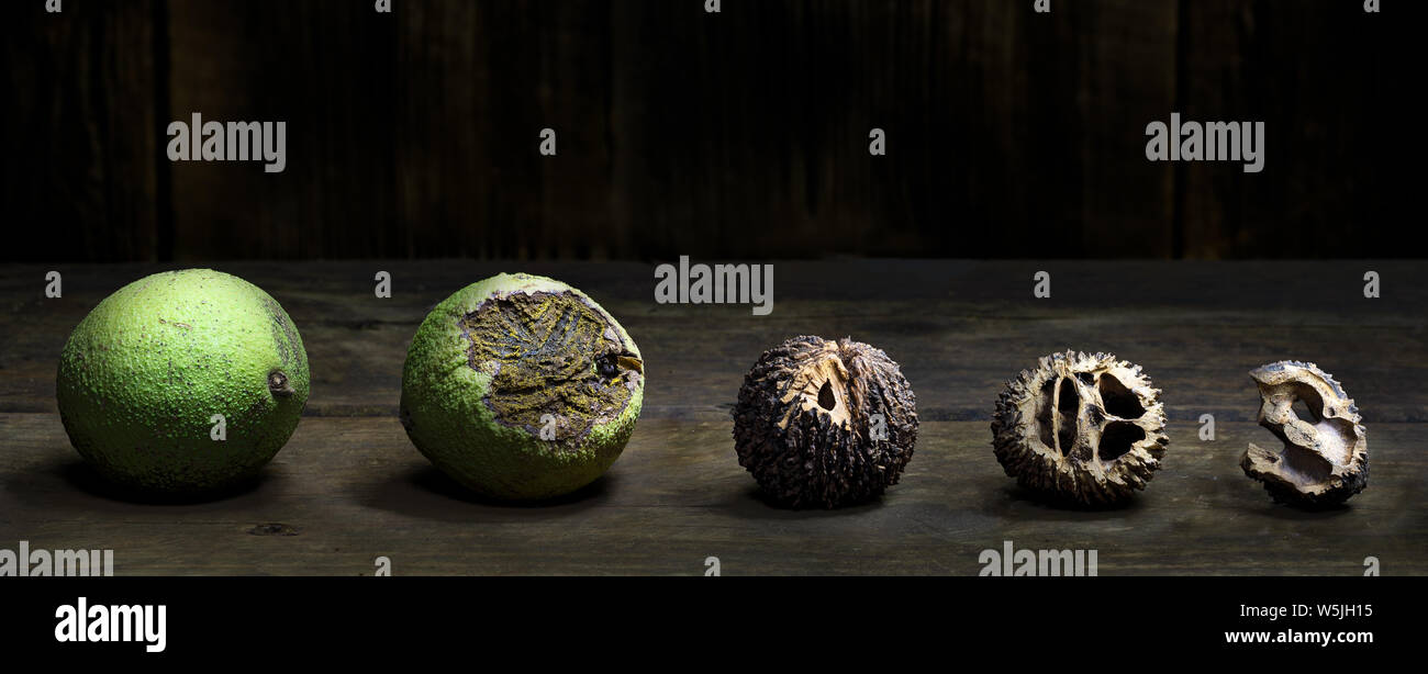 Black walnuts are a favorite food of the eastern gray squirrel, This ...