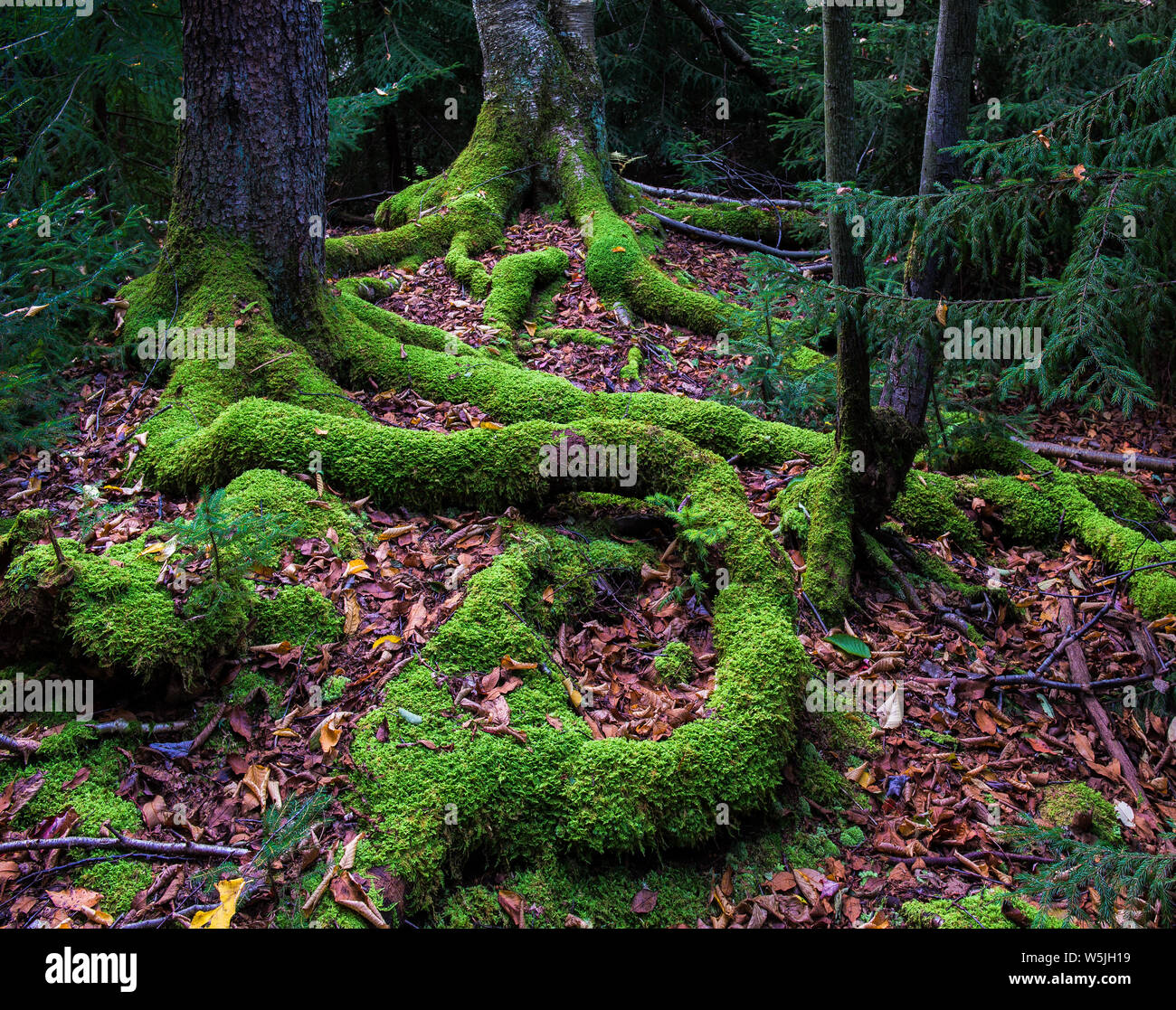 Moss-covered roots of trees in forest in Blackwater Falls State Park ...