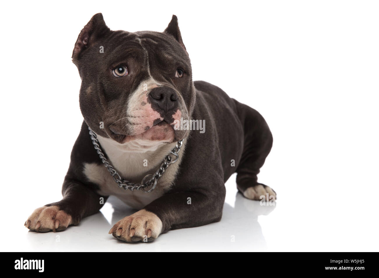 cute american bully wearing collar relaxes on white background and ...