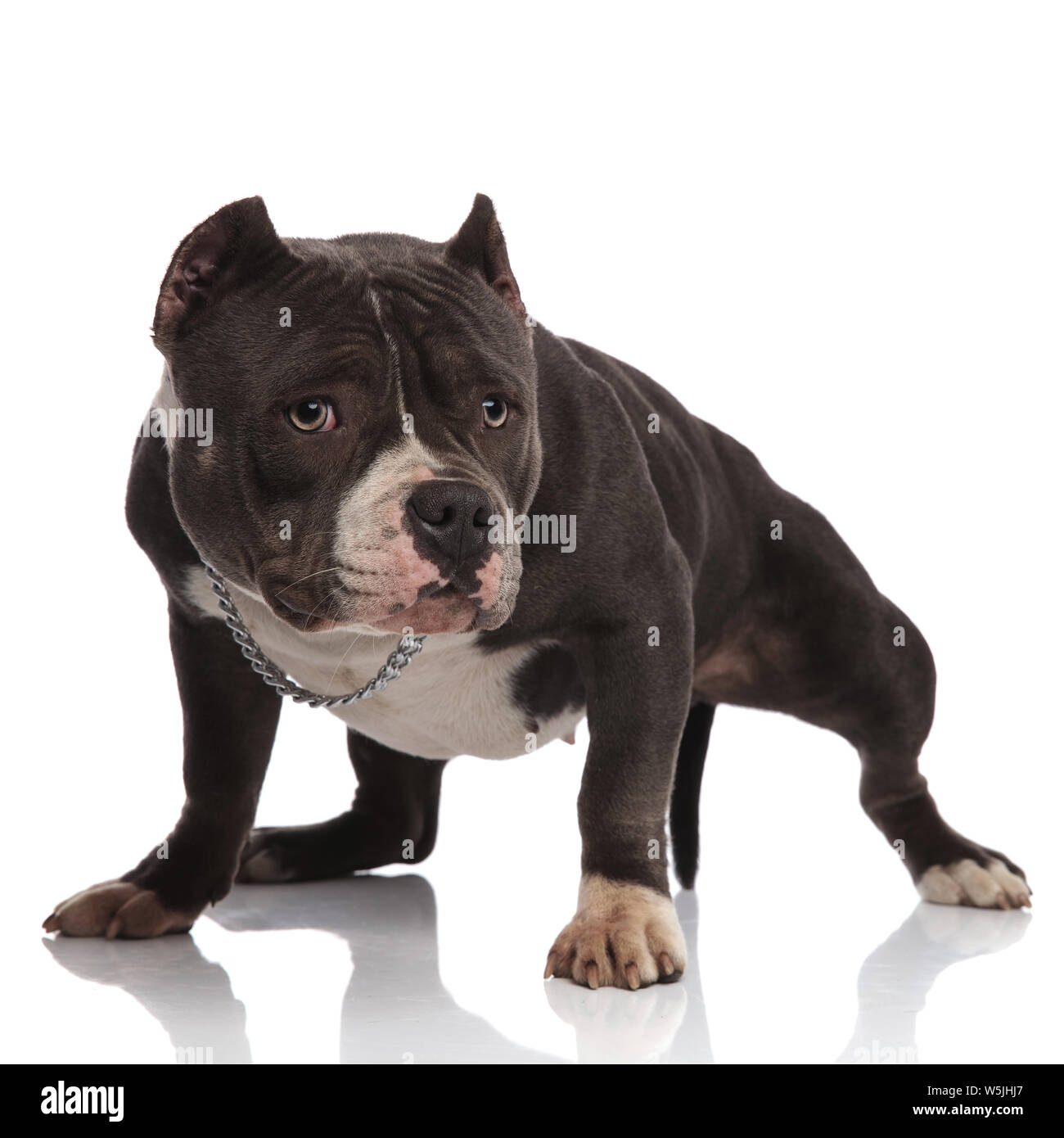 cute american bully wearing chain looks to side while standing on white ...