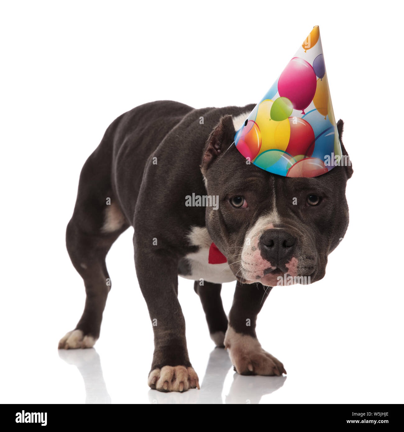 cute american bully wearing red bowtie and birthday cap stands on white ...