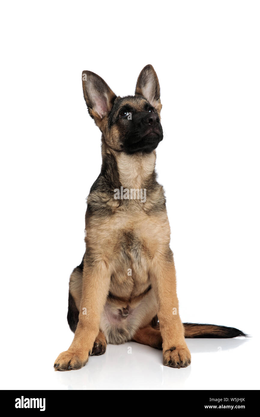 adorable german shepard looks up while sitting on white background ...