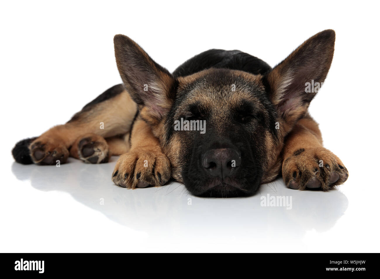 cute black and brown shepard dog sleeping and lying on white background ...