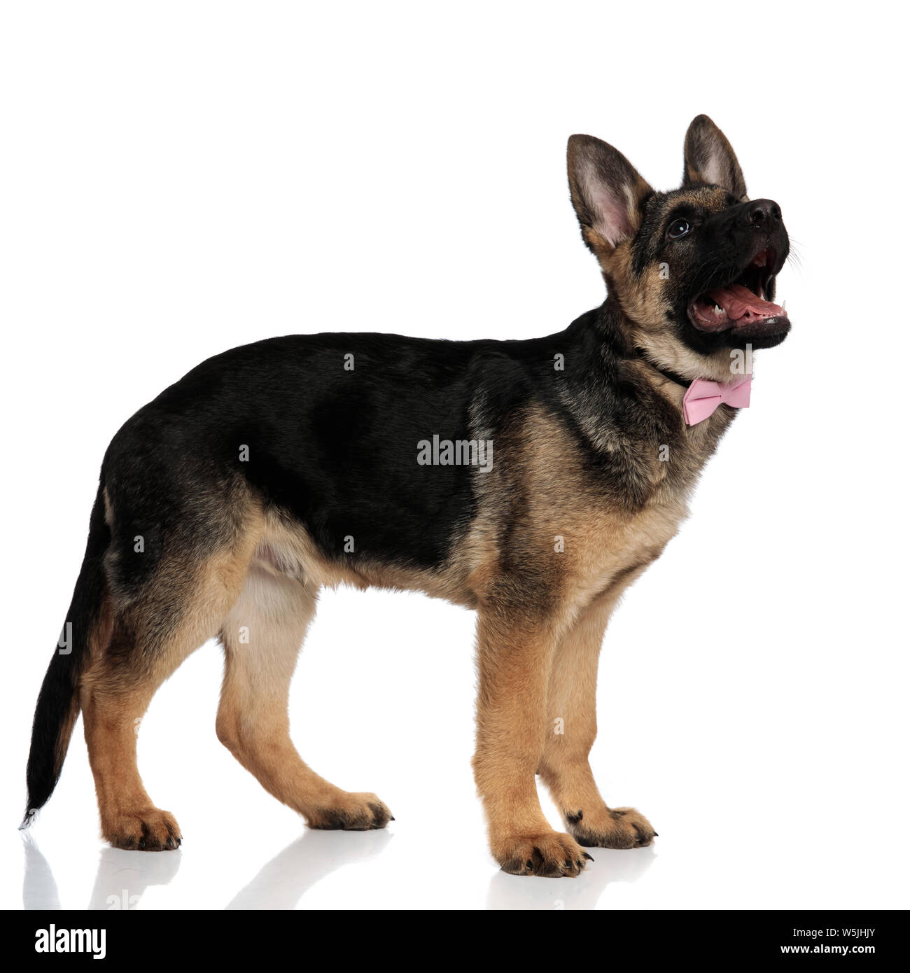 side view of happy shepard dog with pink bowtie looking up while ...
