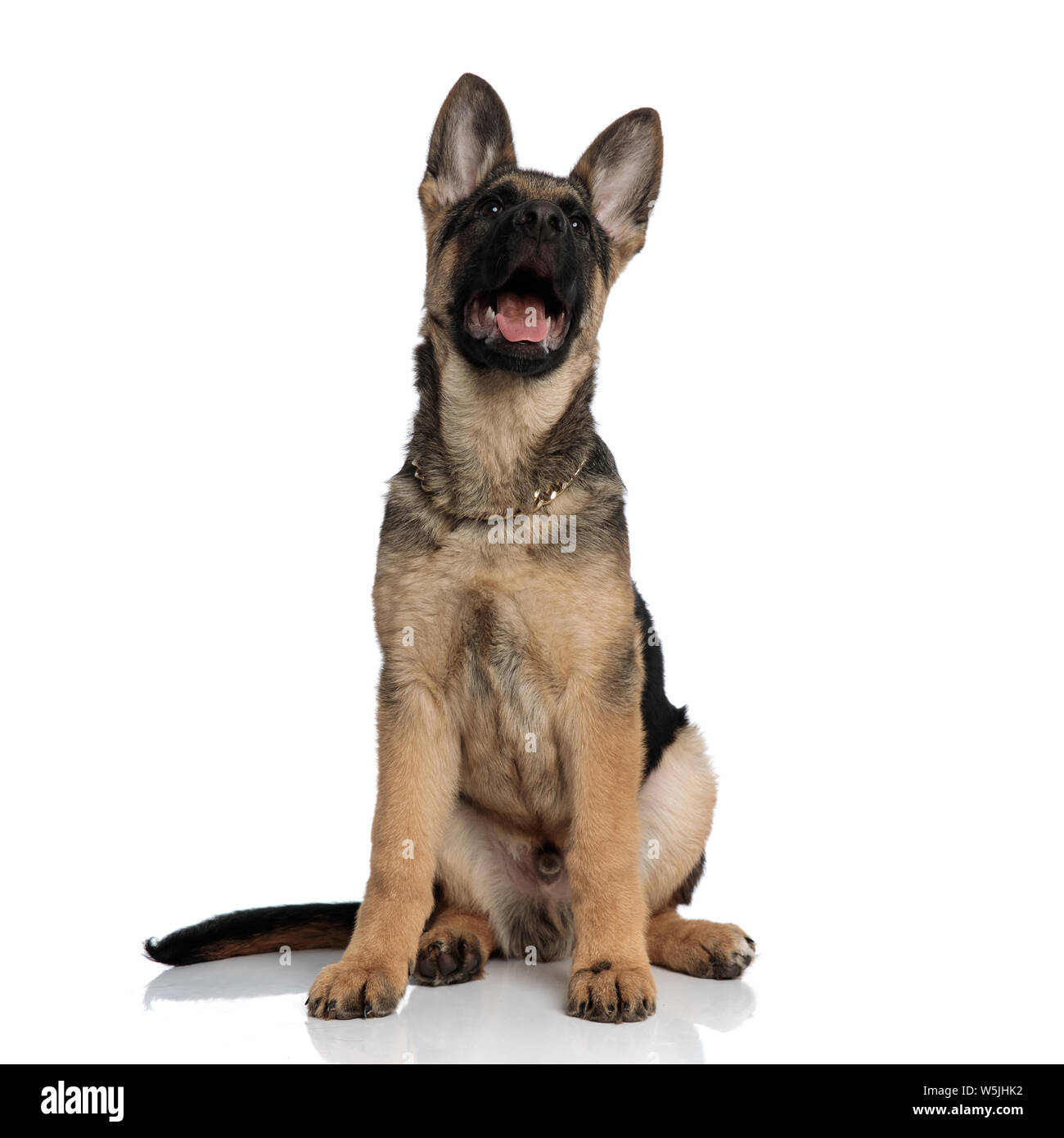 surprised german shepard wearing gold collar looks up while sitting on ...