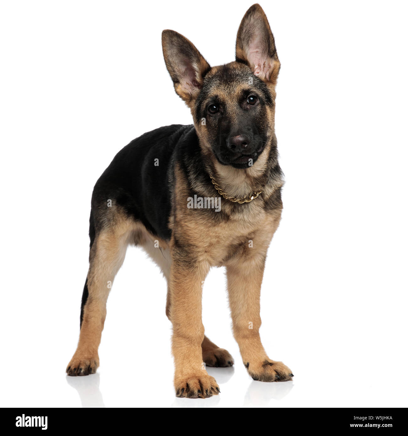 Black Wolf German Shepherd Mix