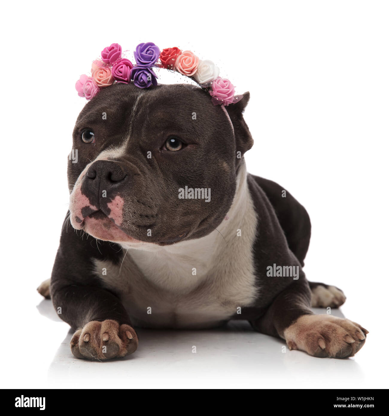 cute american bully wearing colorful flowers headband looks to side ...