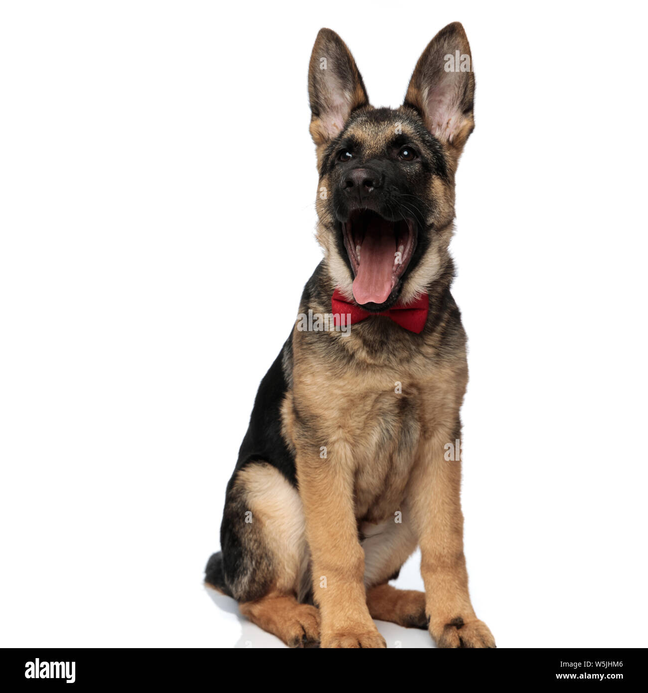 shocked german shepard wearing red bowtie looks to side while sitting ...