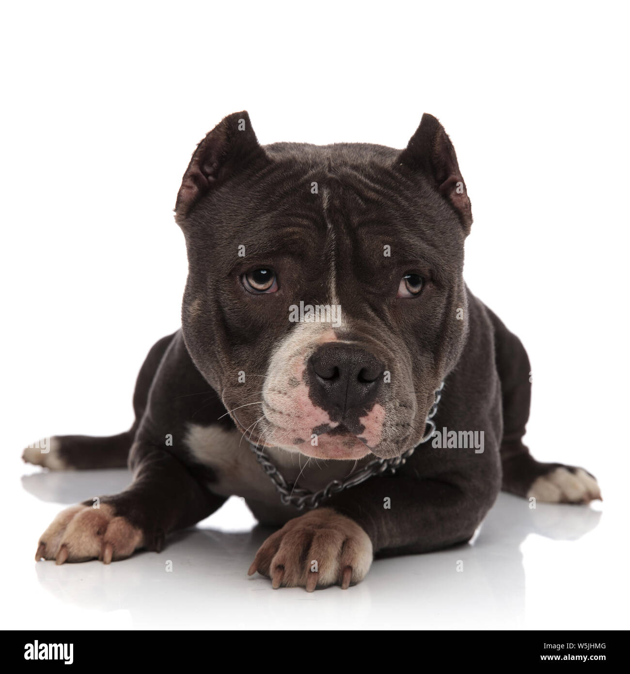 adorable american bully wearing chain around neck looks to side while ...