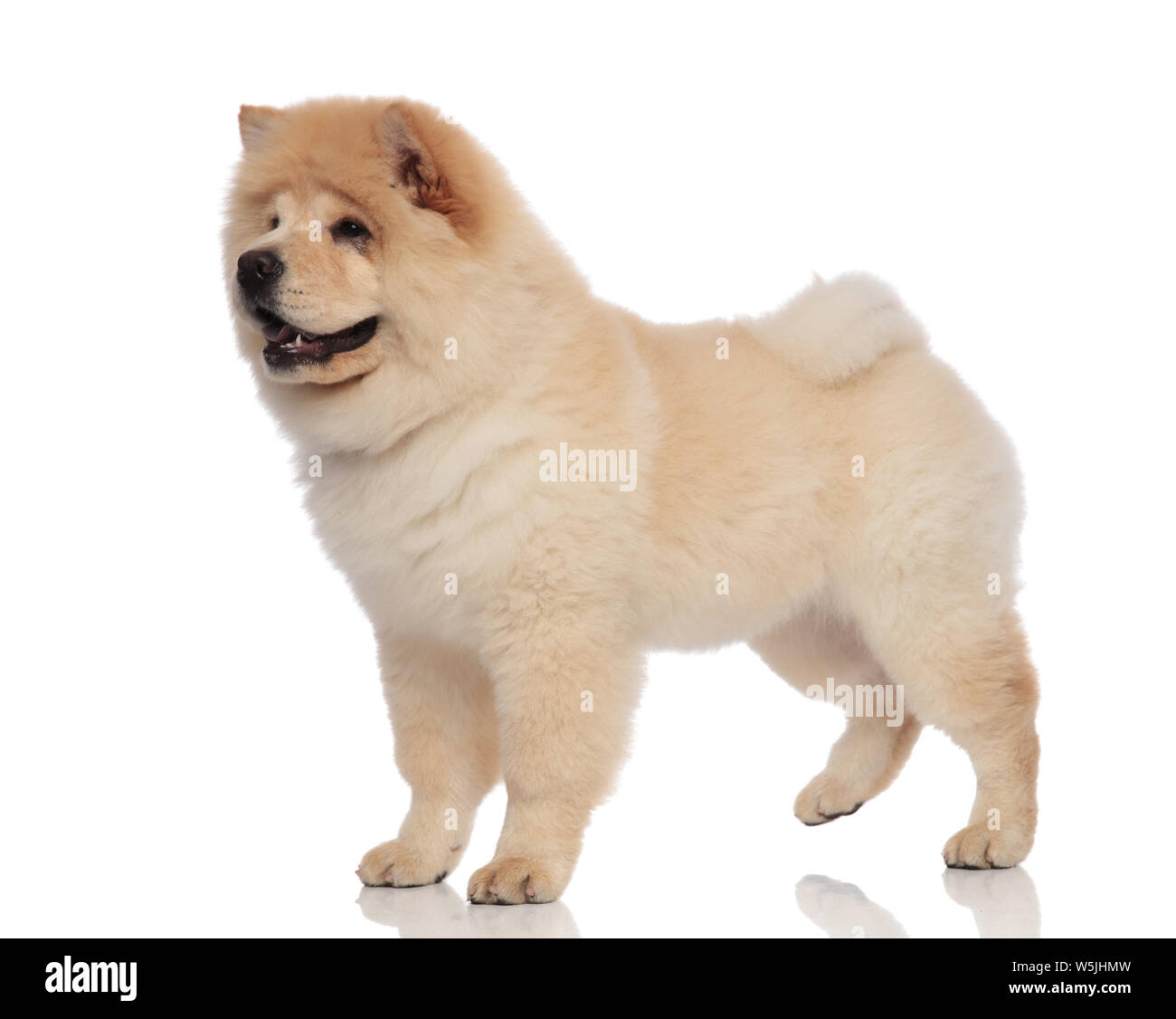 side view of cute chow chow standing with mouth open on white ...