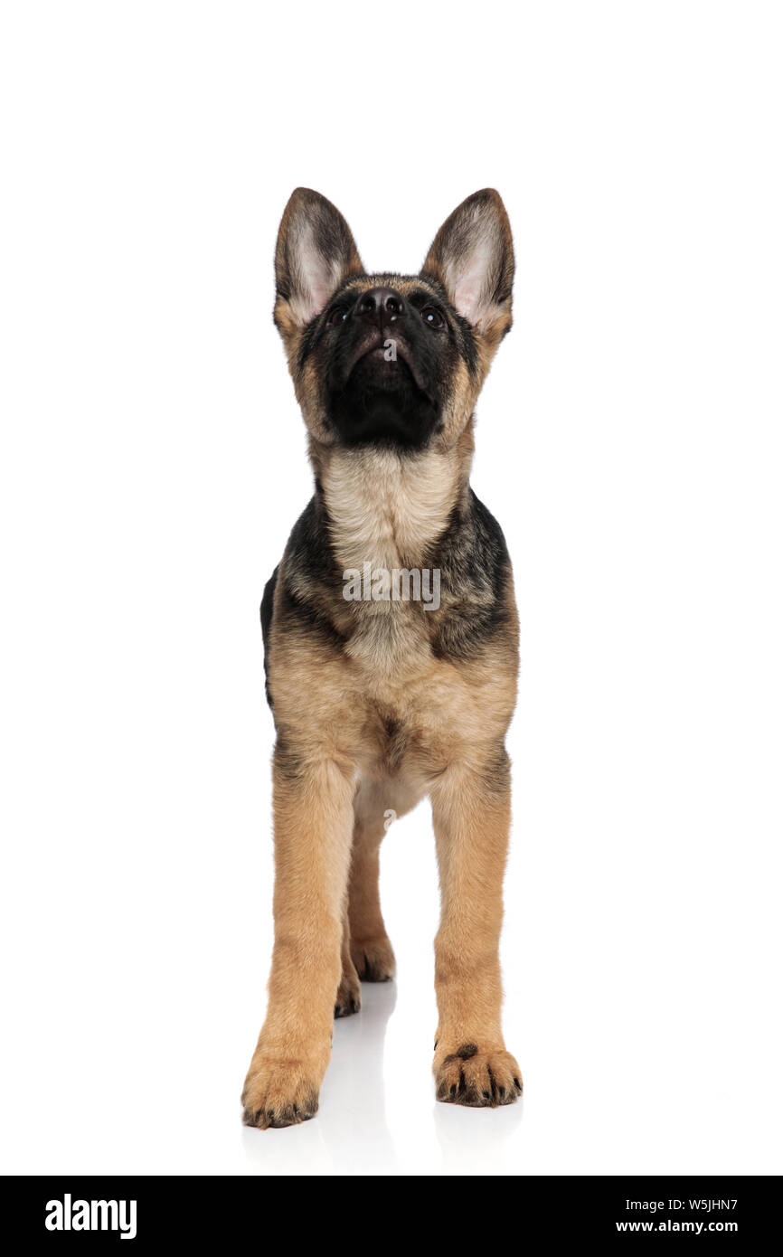 lovely black and white german shepard looks up while standing on white ...