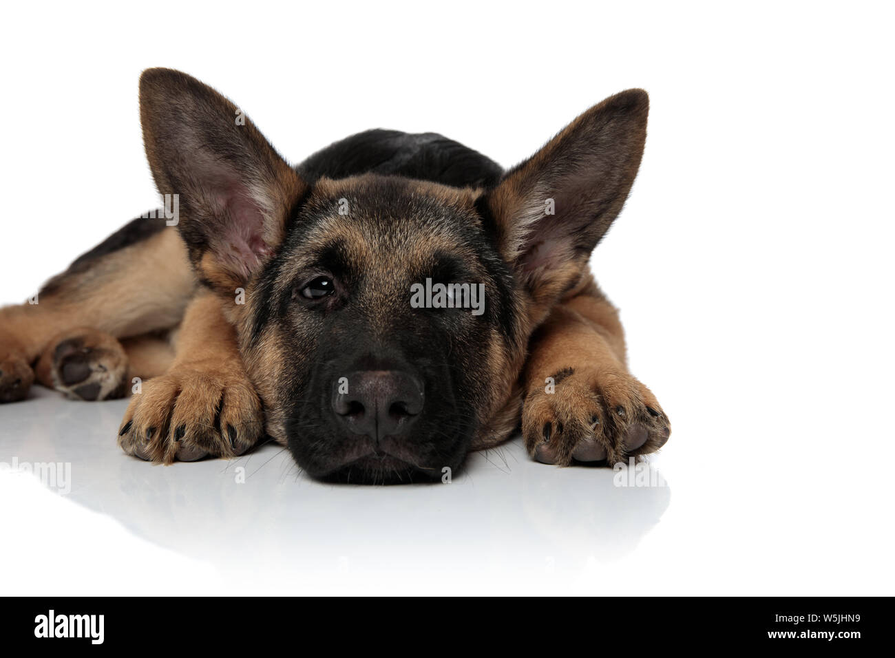 Eyes on side of head Cut Out Stock Images & Pictures - Alamy