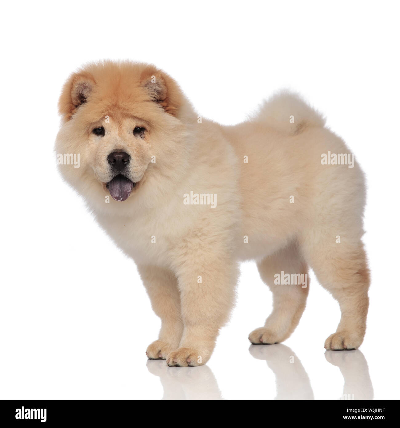 side view of hairy chow chow with blue tongue exposed standing on white ...