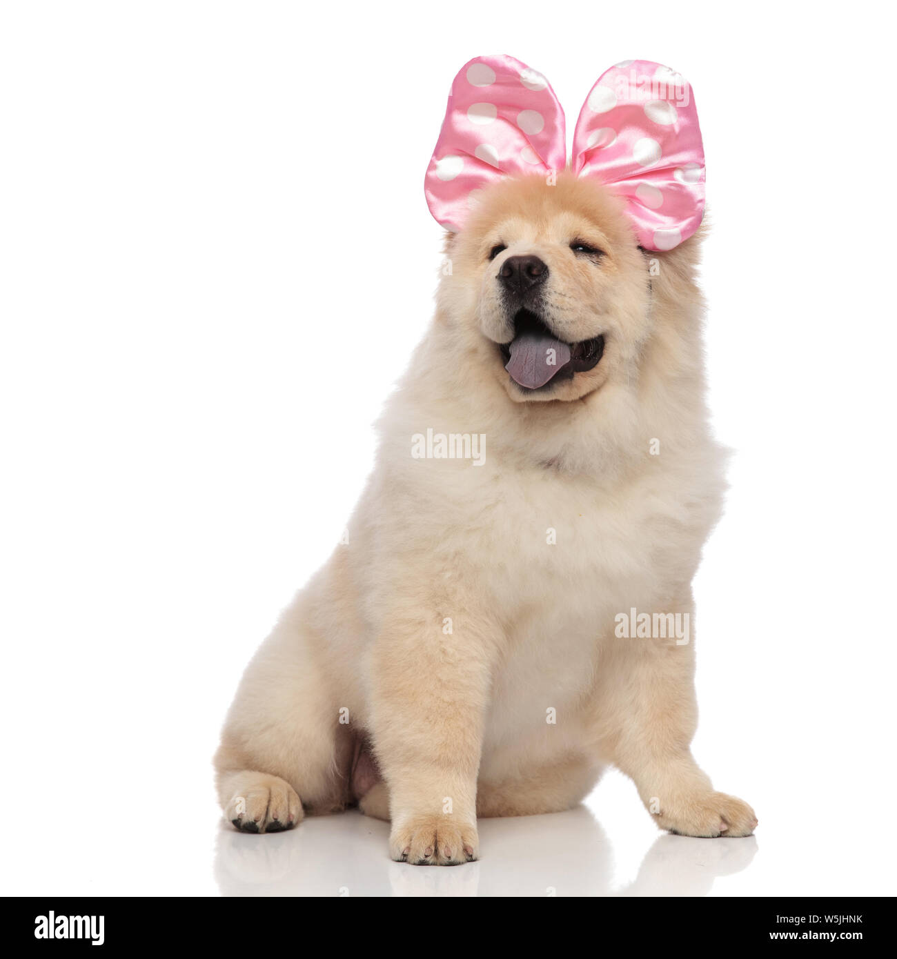 excited chow chow wearing pink ribbon looks up to side while sitting on ...