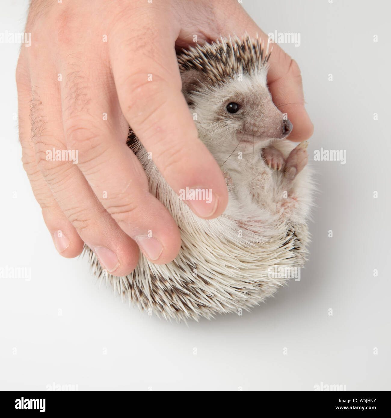 human hand petting and holding cute hedgehog on white background Stock ...