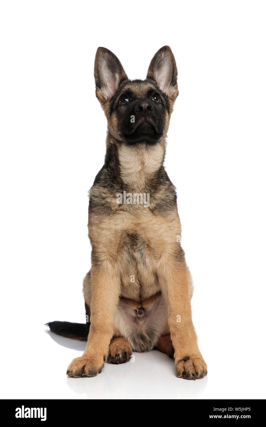 adorable shepard dog sitting on white background and looking up Stock ...