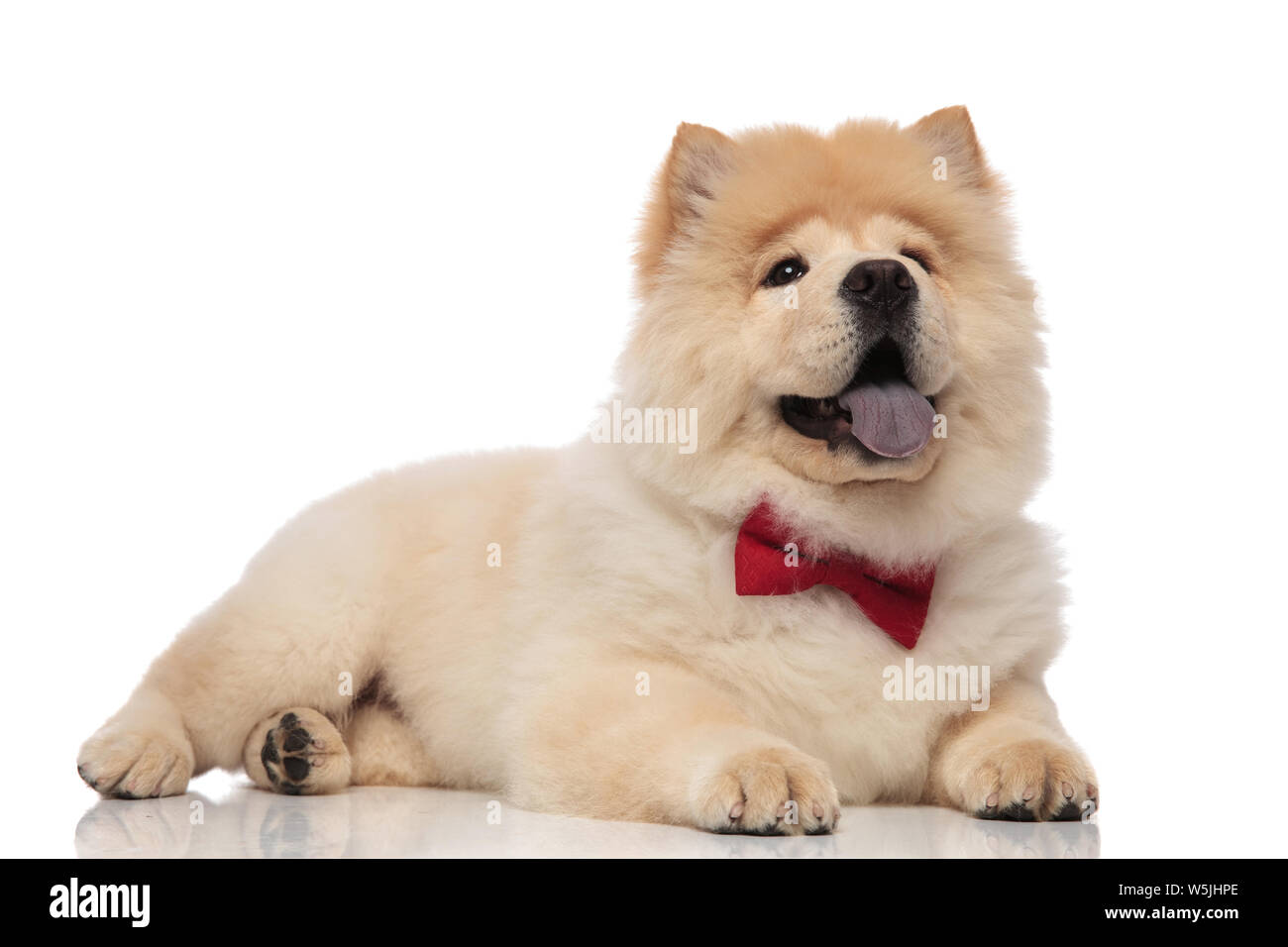 happy chow chow with bowtie panting while resting on white background ...
