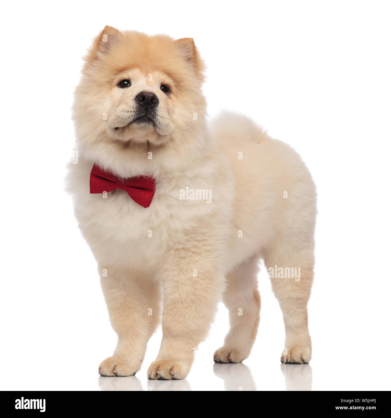 Beautiful red dog chow Cut Out Stock Images & Pictures - Alamy