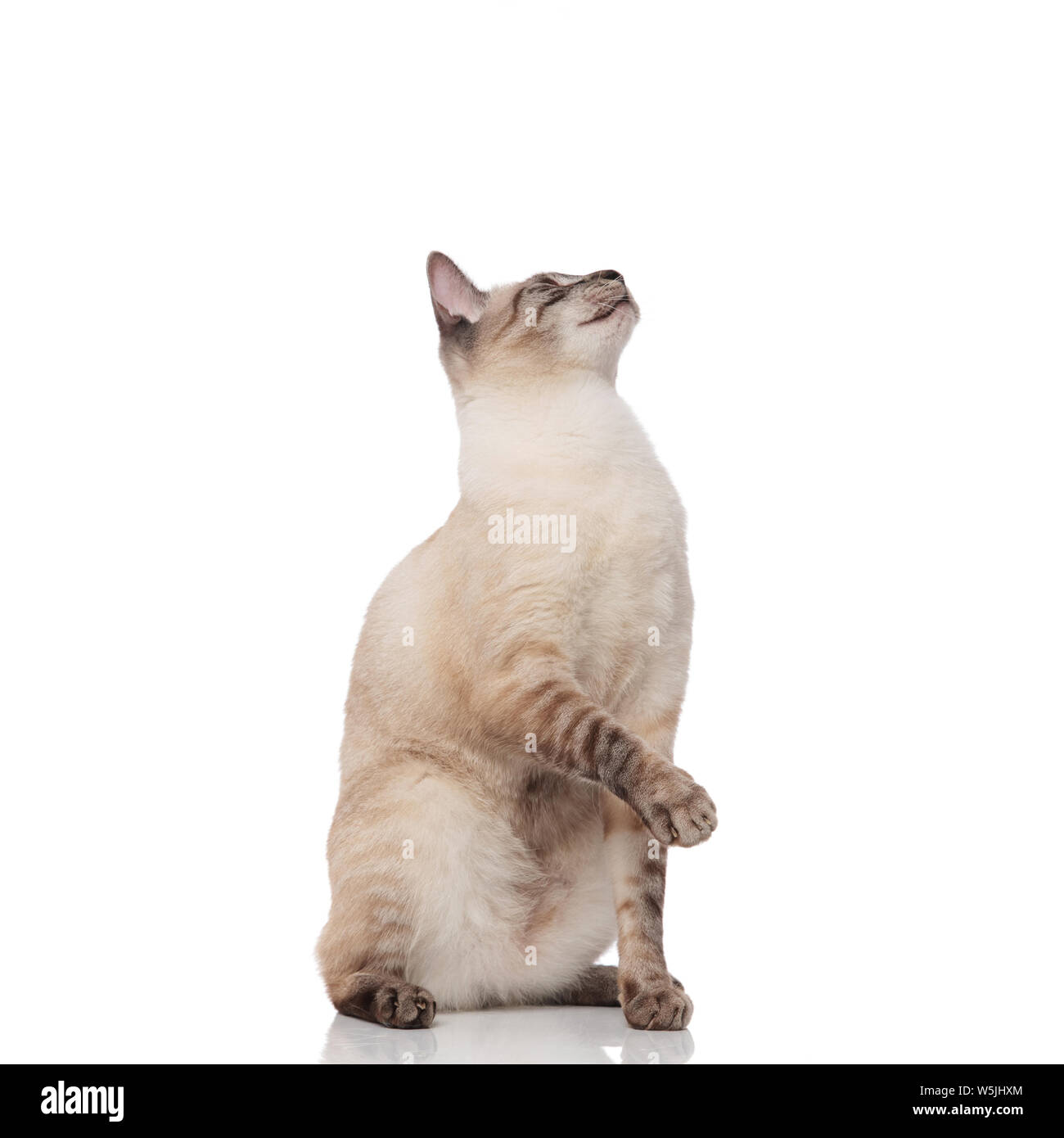 curious burmese cat with paw raised looks up to side while sitting on ...