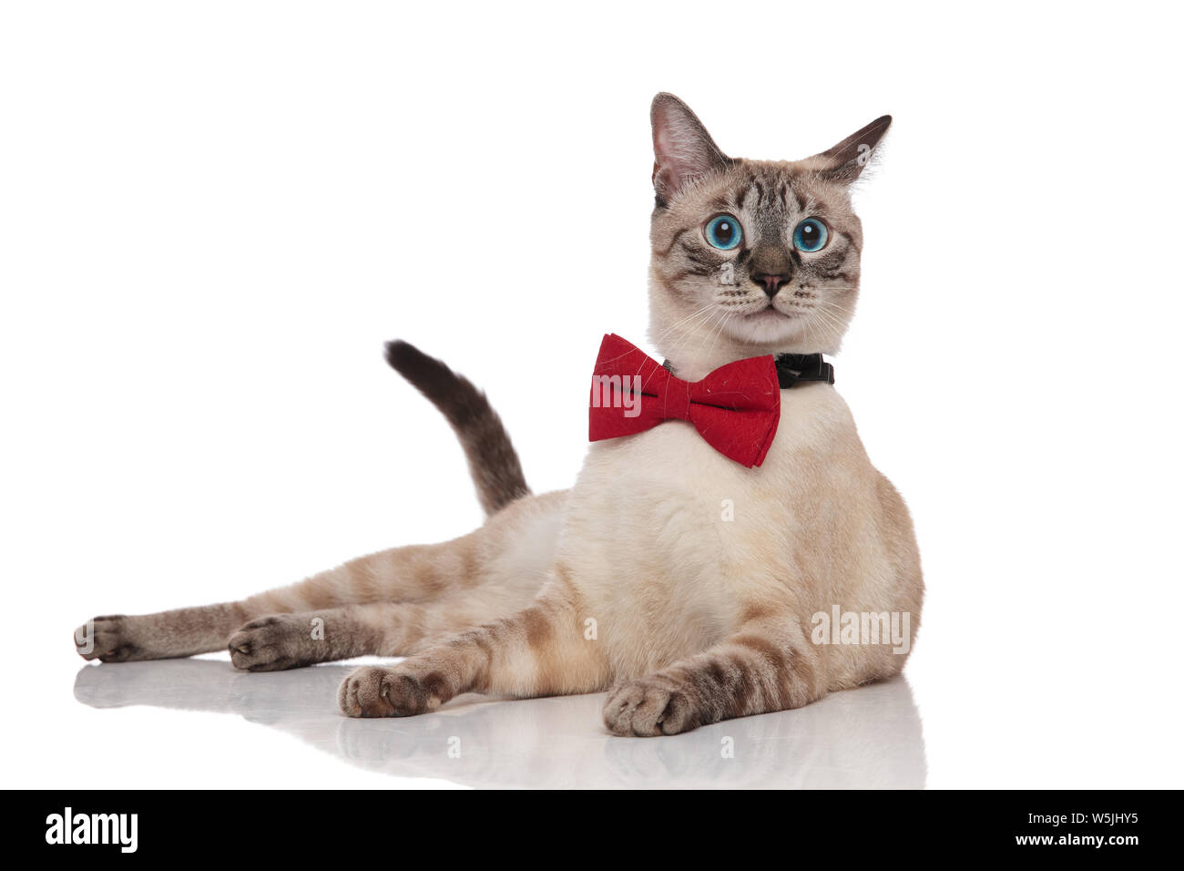 stylish burmese cat in awe lying on white background and looking to ...