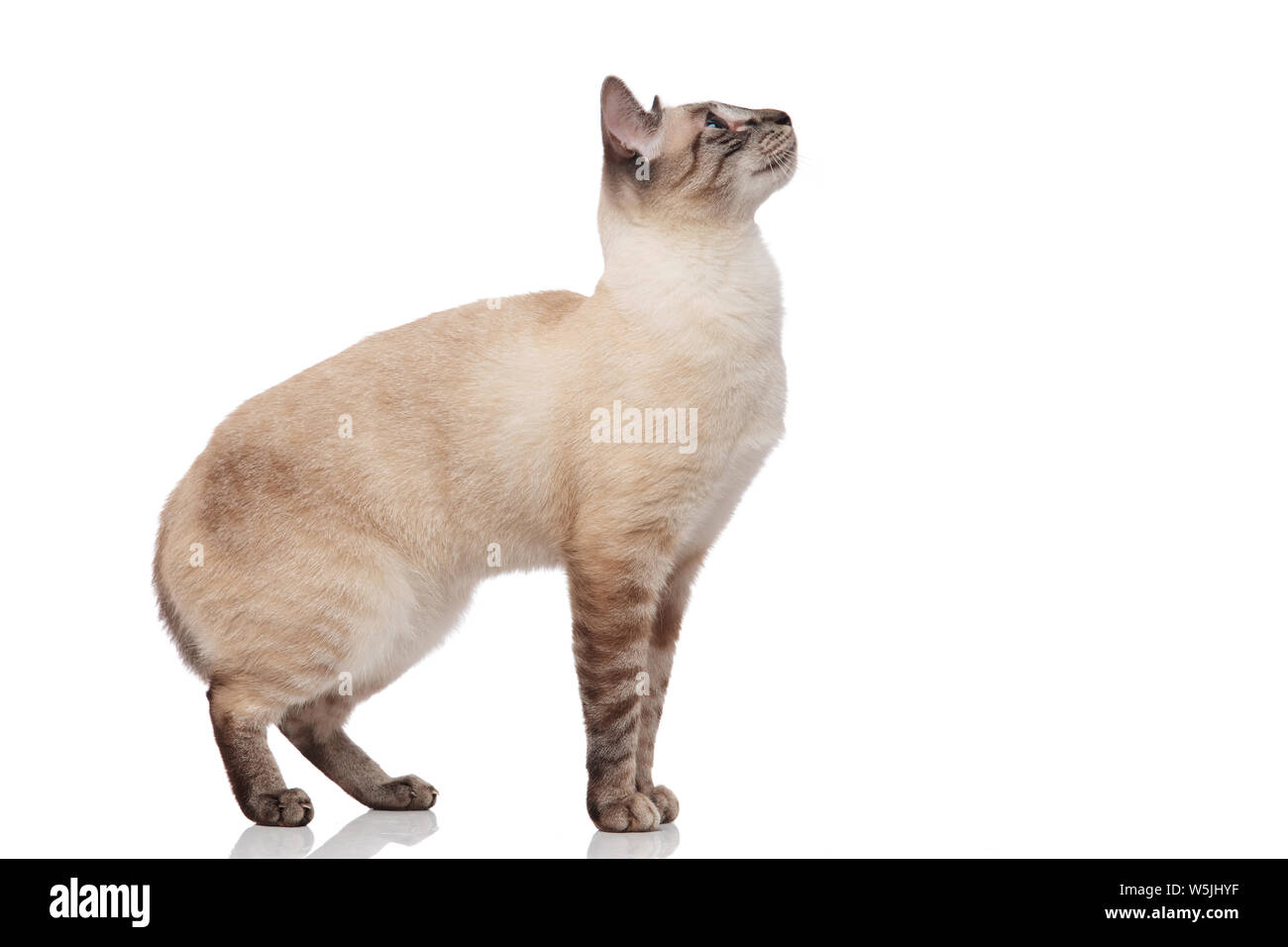 side view of curious burmese cat standing on white background and looking up Stock Photo - Alamy