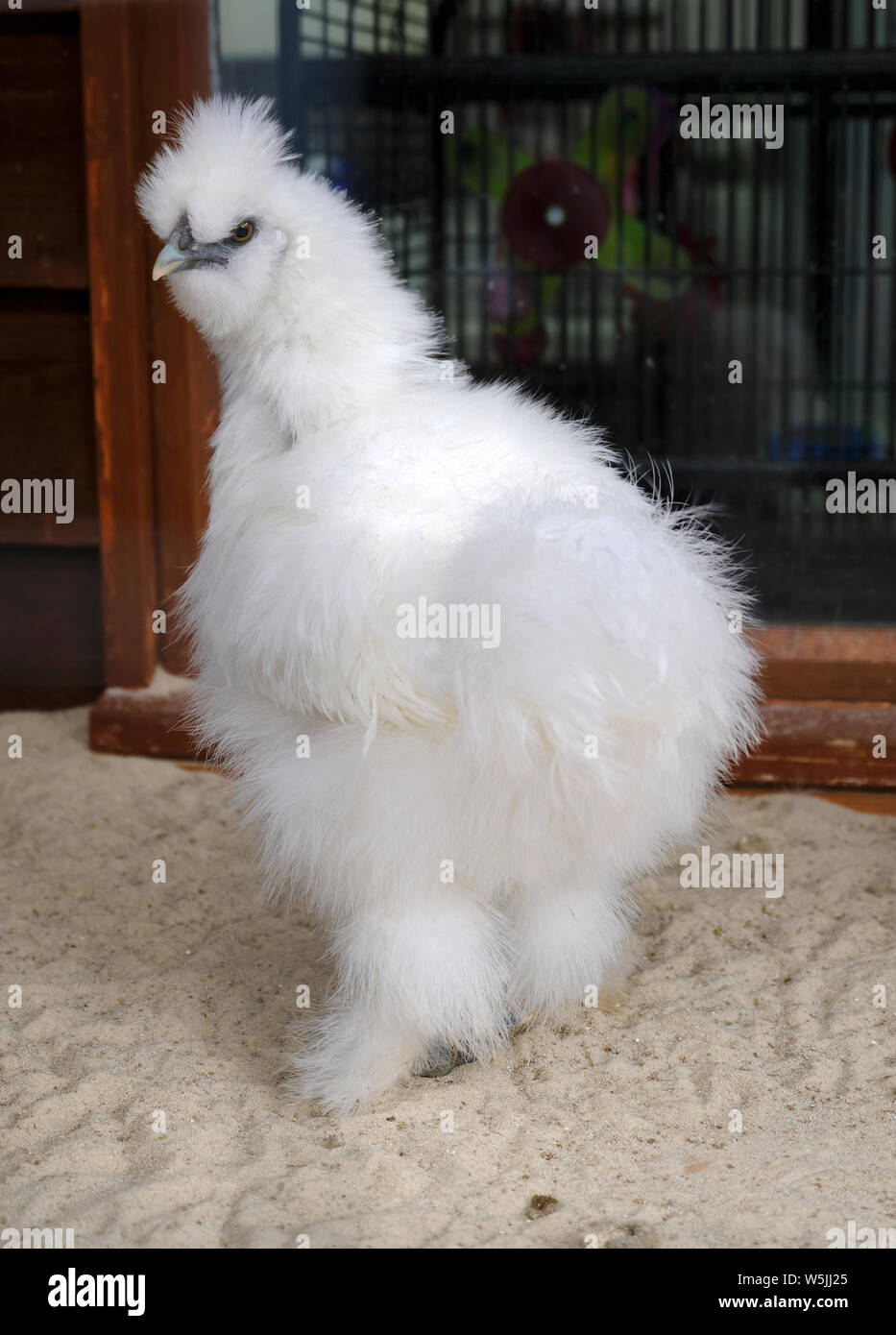 White silkie hen hi-res stock photography and images - Alamy