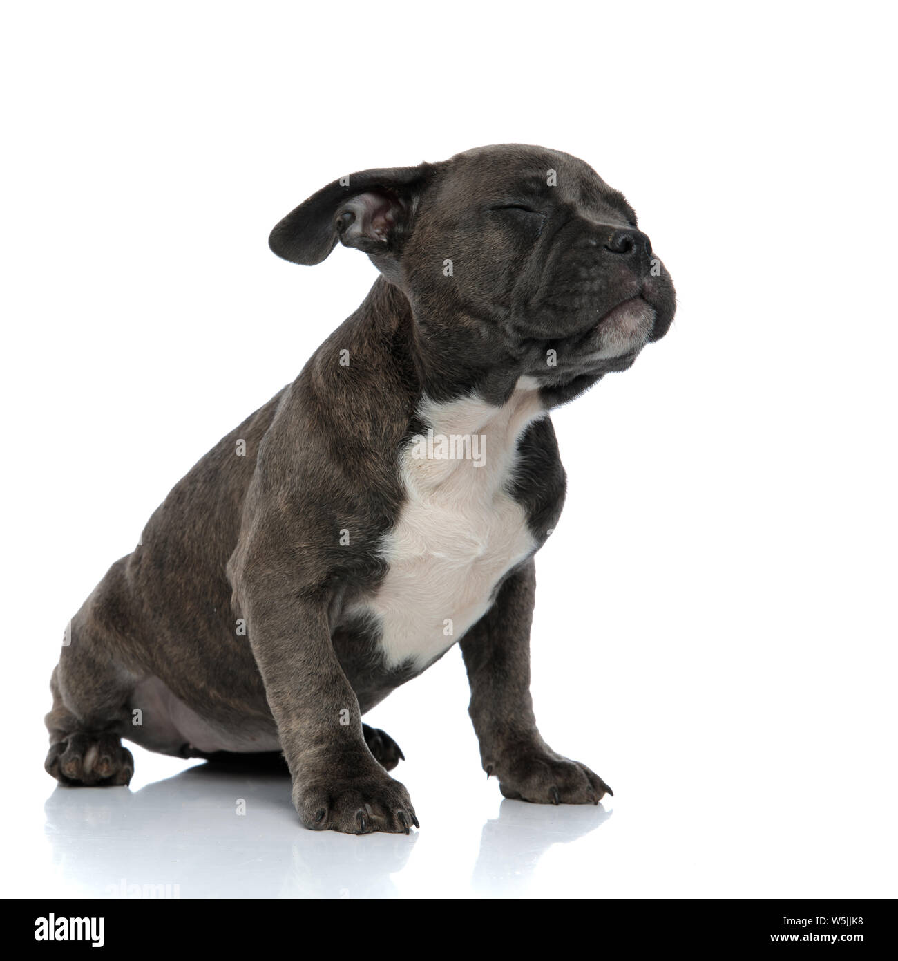 blue dog american bully sitting down with eyes closed on white ...