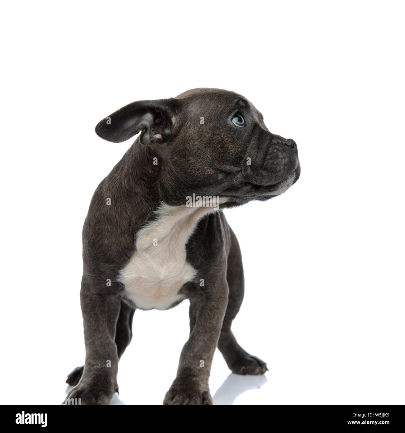 lovely american bully looking away on white background Stock Photo - Alamy
