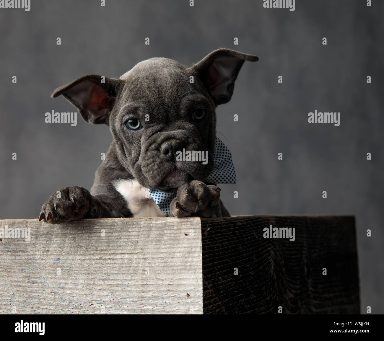 The american bully pocket hi-res stock photography and images - Alamy
