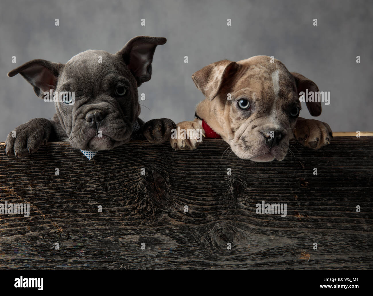 two curious american bully puppies wearing bow ties in a wooden box on ...