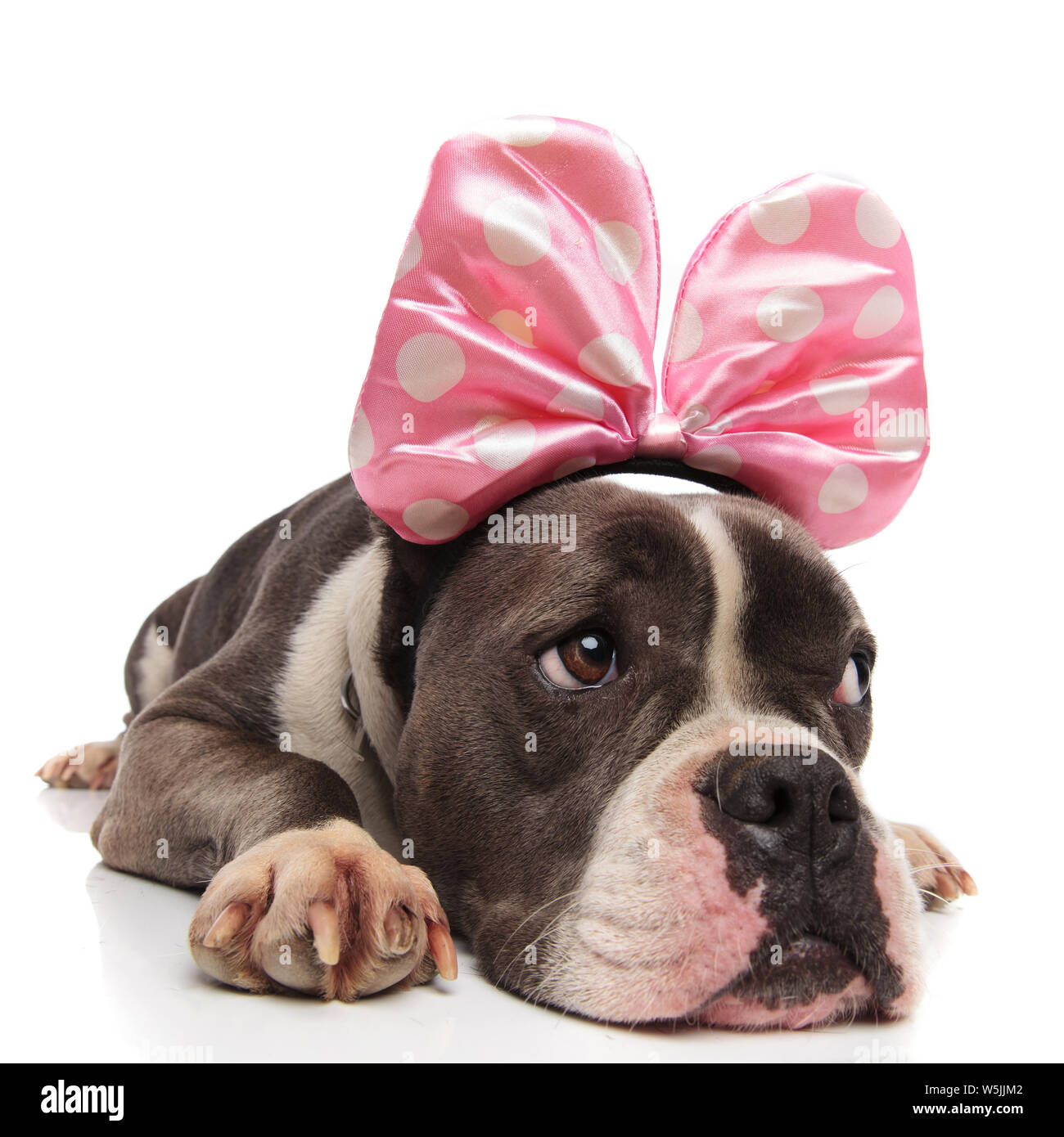 curious american bully wearing pink ribbon with white dots lying on ...