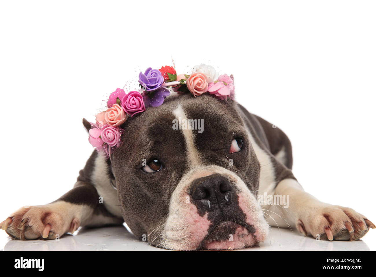 curious american bully with flowers headband looks to side while lying ...
