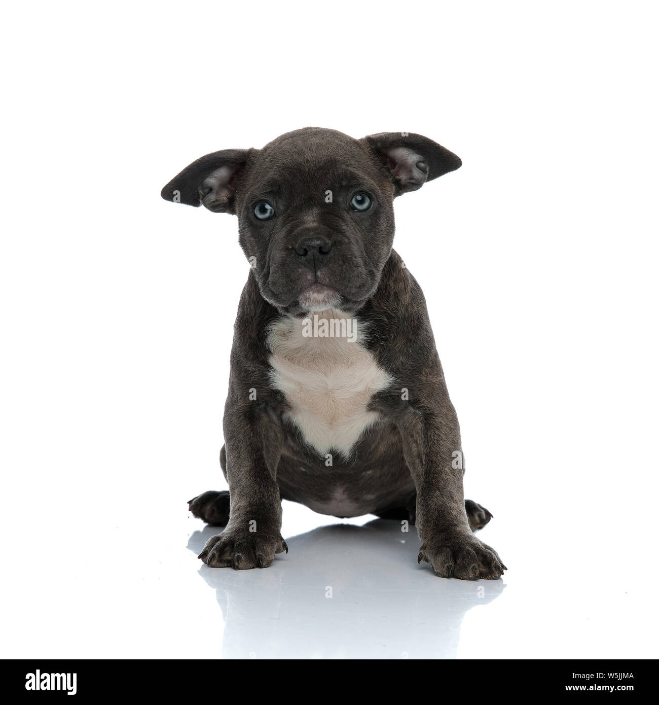 What Is The Little Pocket On Dogs Ears For