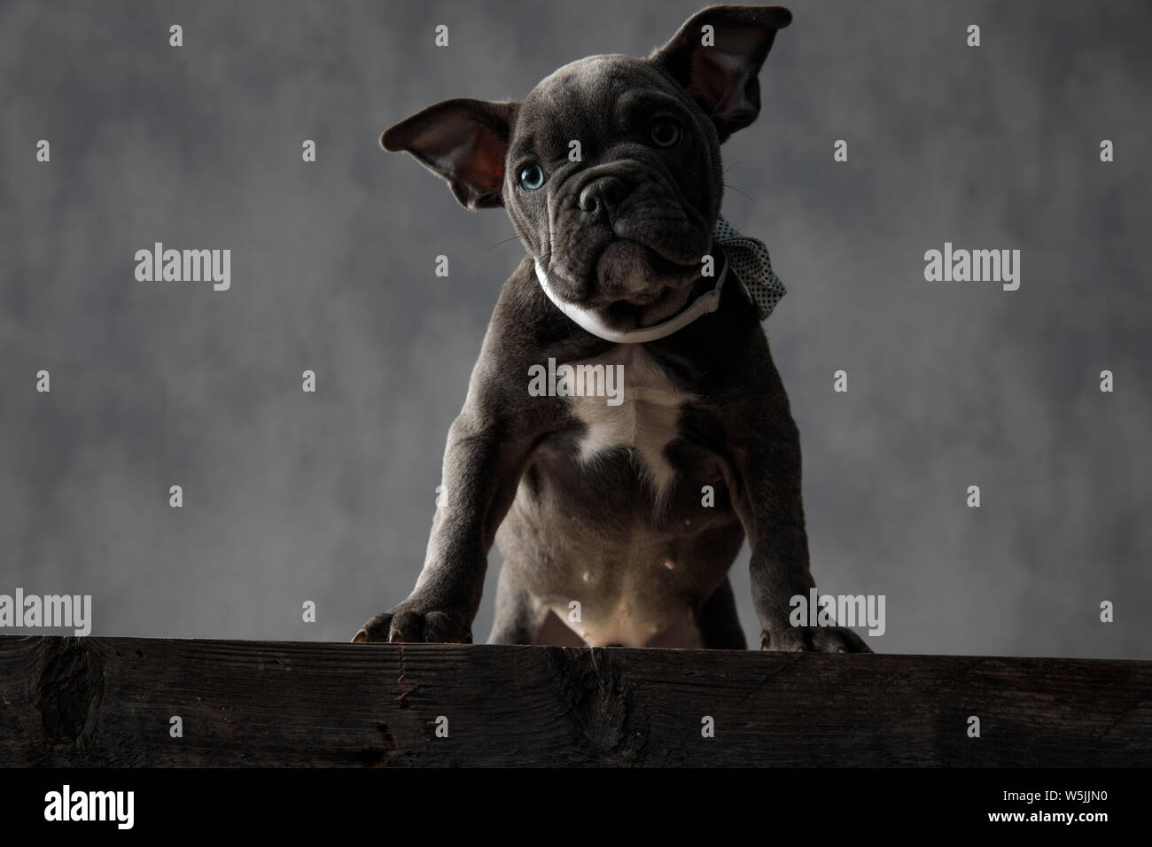 adorable little american bully puppy dog standing on top a wooden box ...
