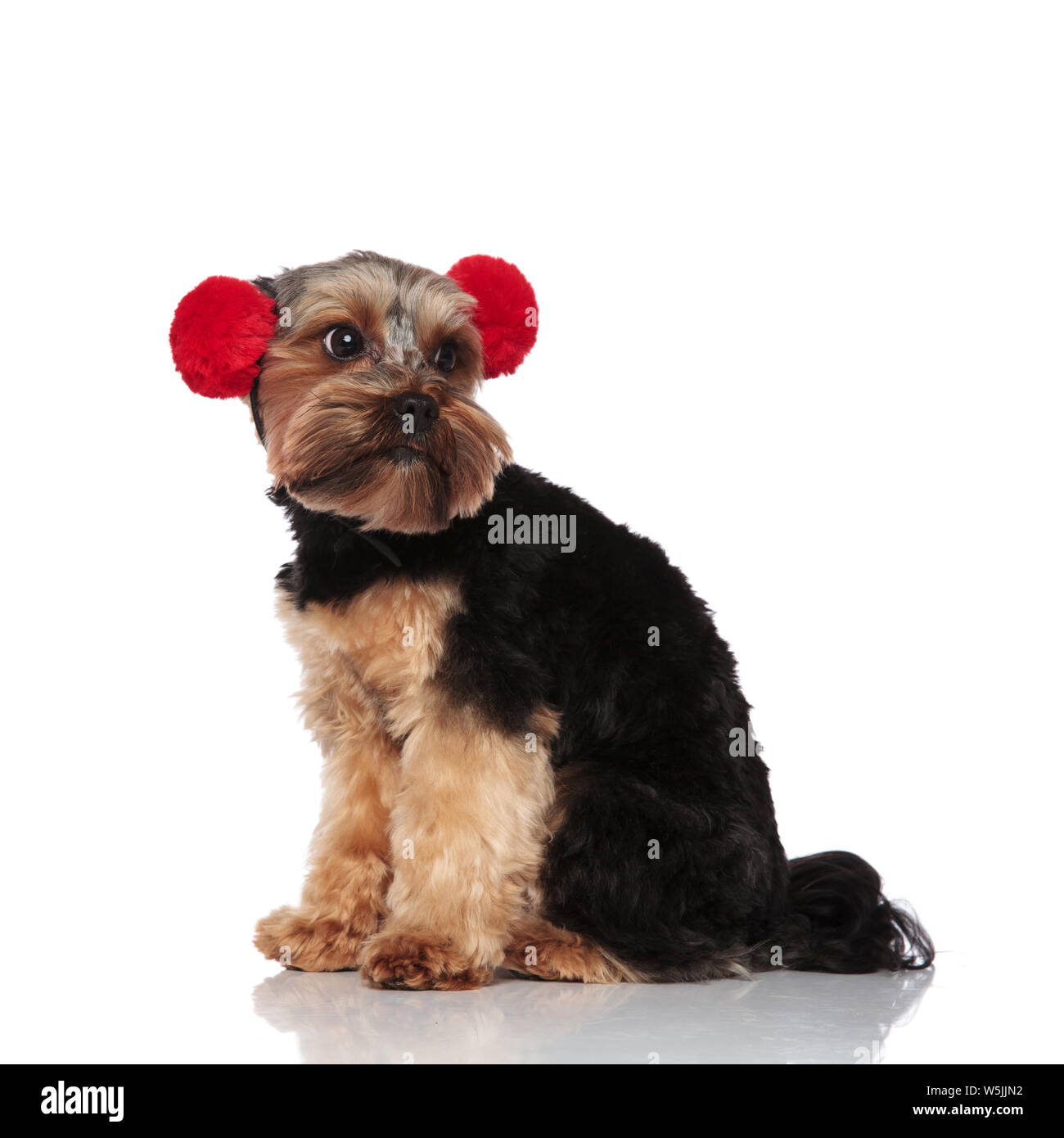 side view of curious yorkshire terrier wearing red earmuffs sitting on ...