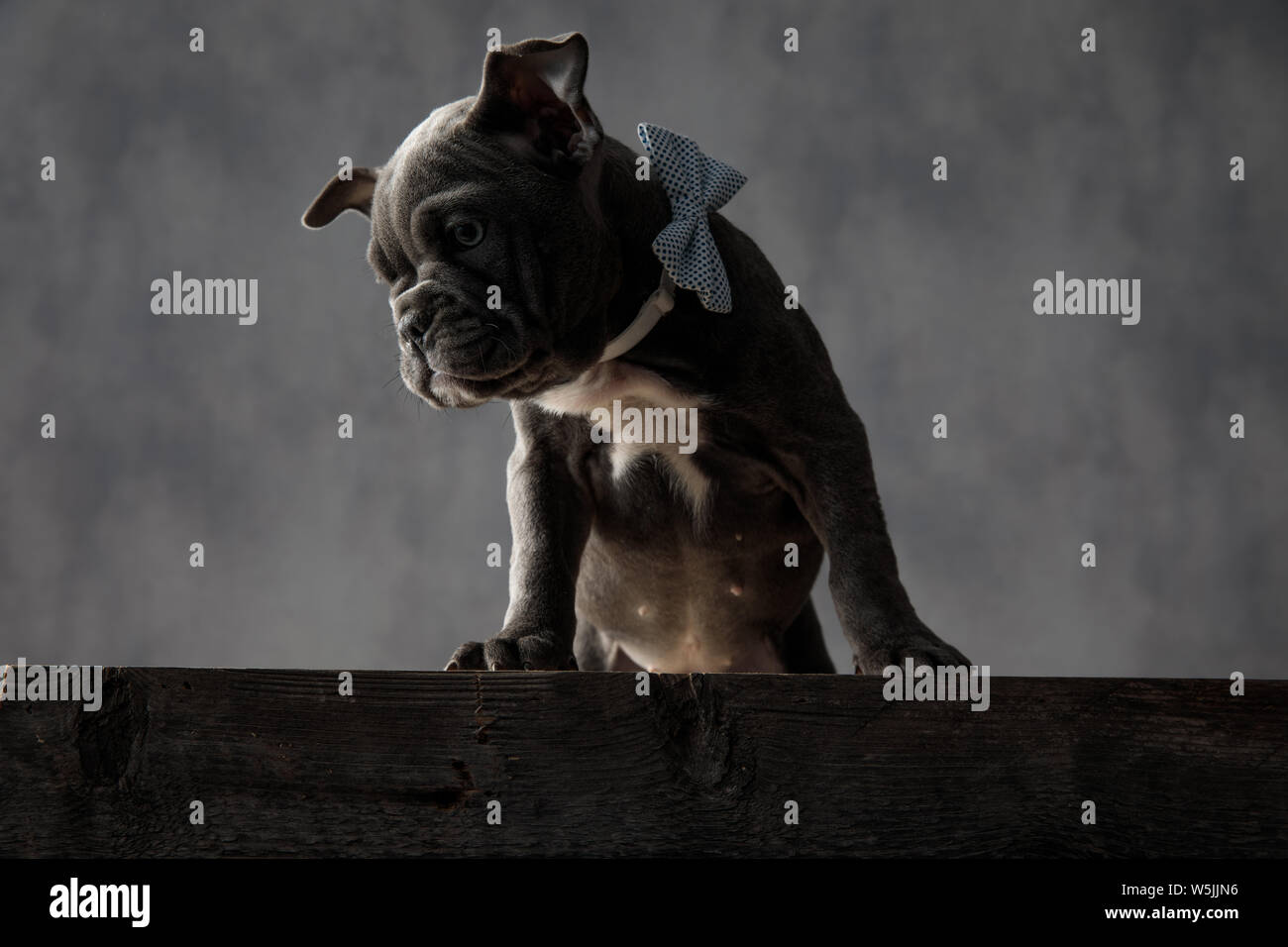 curious little american bully puppy dog standing on top of a wooden box ...