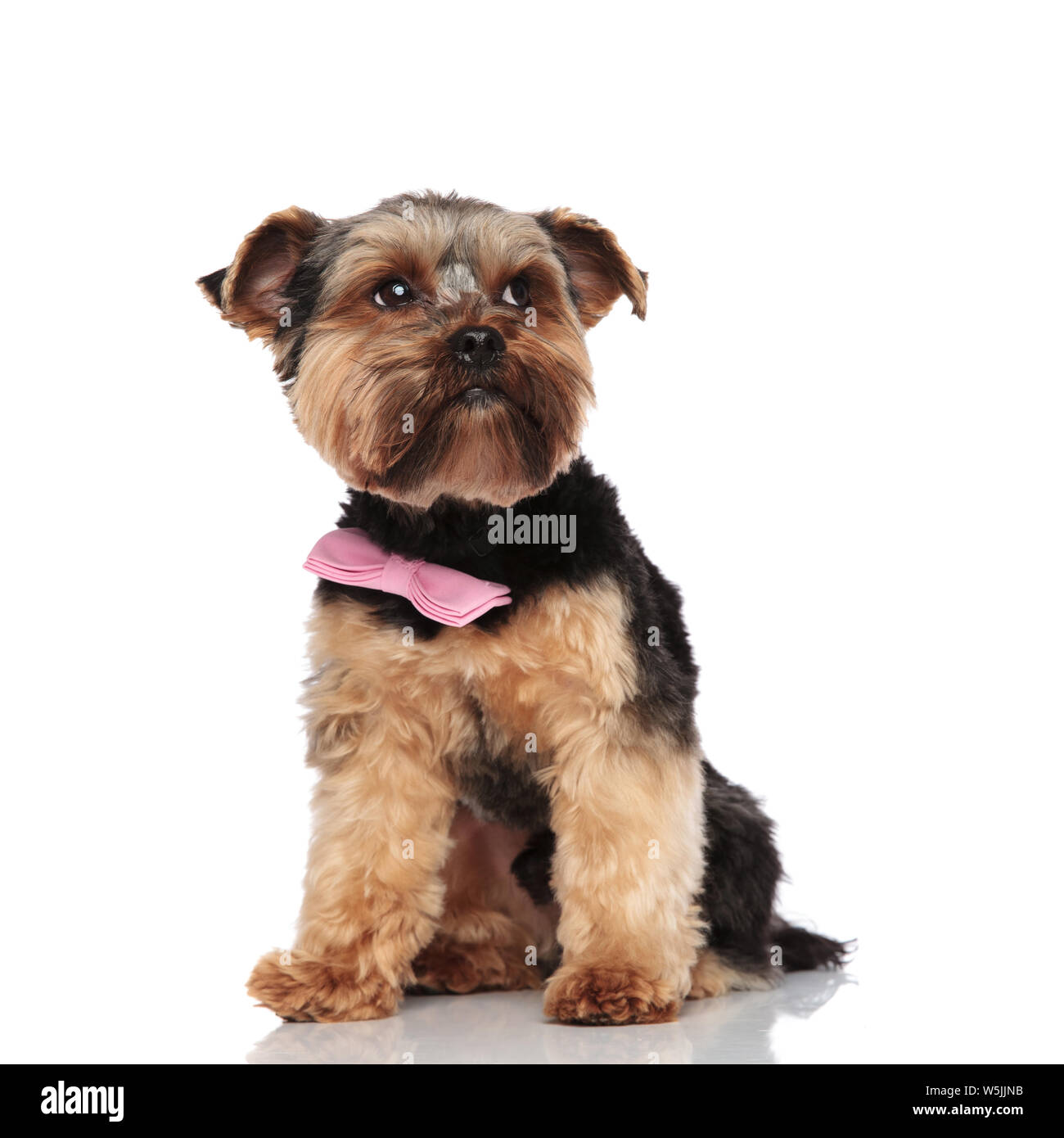 stylish yorkie wearing pink bowtie looks up to side while sitting on ...