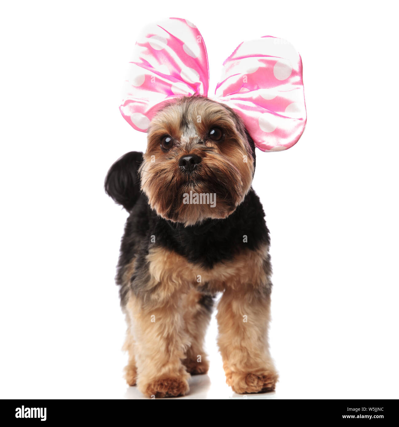 curious yorkshire terrier wearing pink ribbon looks up to side while ...