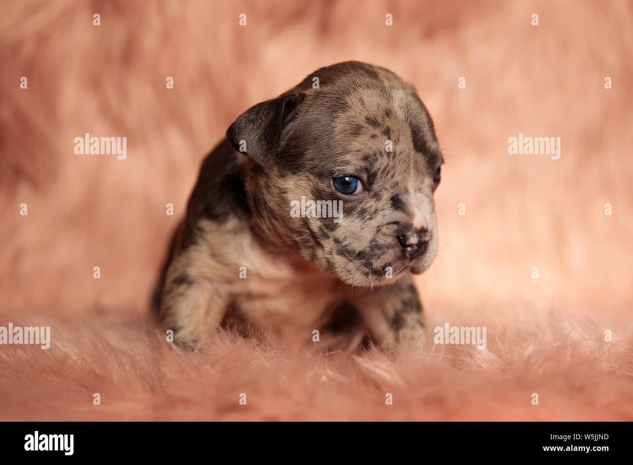 side view of cute brown American bully puppy with blue eyes sitting on ...