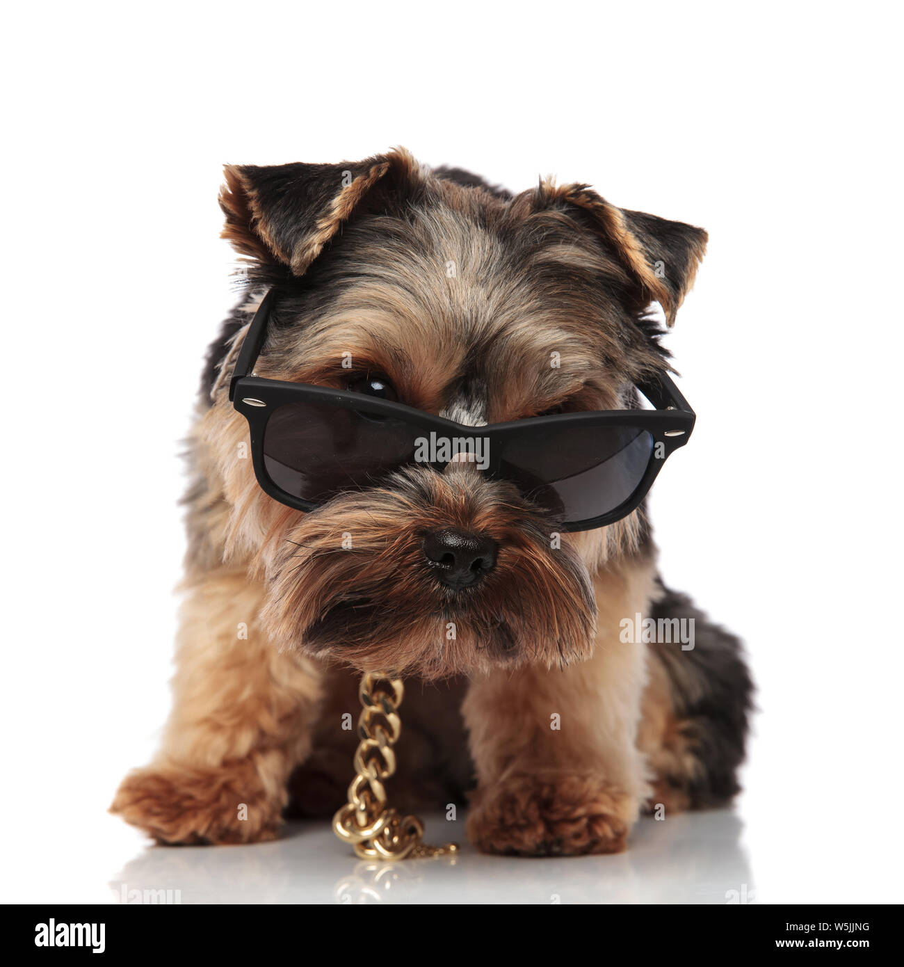 cool yorkie wearing golden necklace and sunglasses sitting on white ...