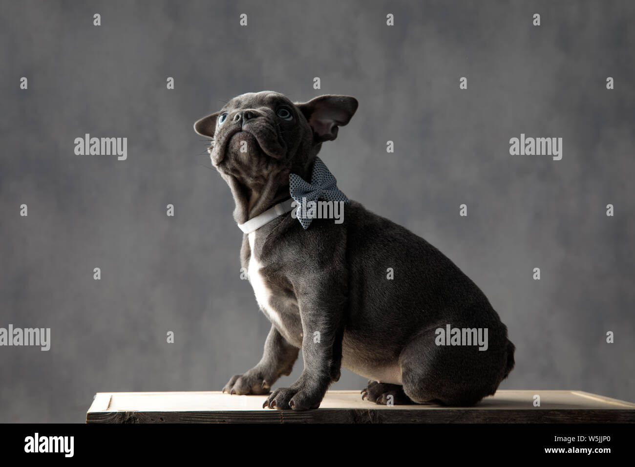 American bully classic hi-res stock photography and images - Alamy