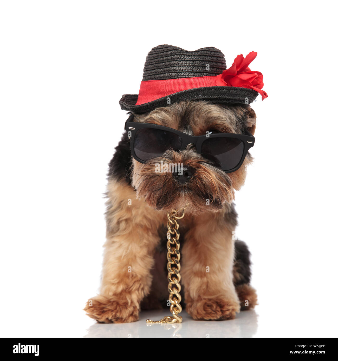classy yorkshire terrier wearing sunglasses and black hat looks to side ...