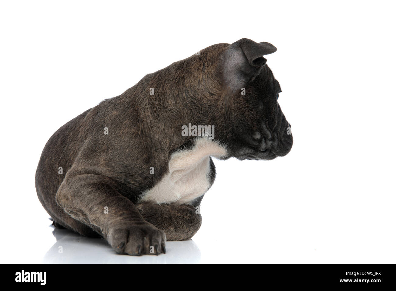 side view of an american bully looking back trying to concentrate and ...