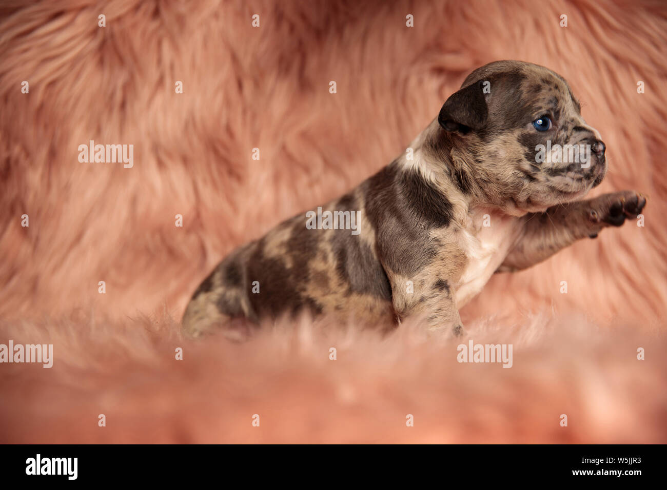 side view of cute playful American bully puppy leans toward someone and ...