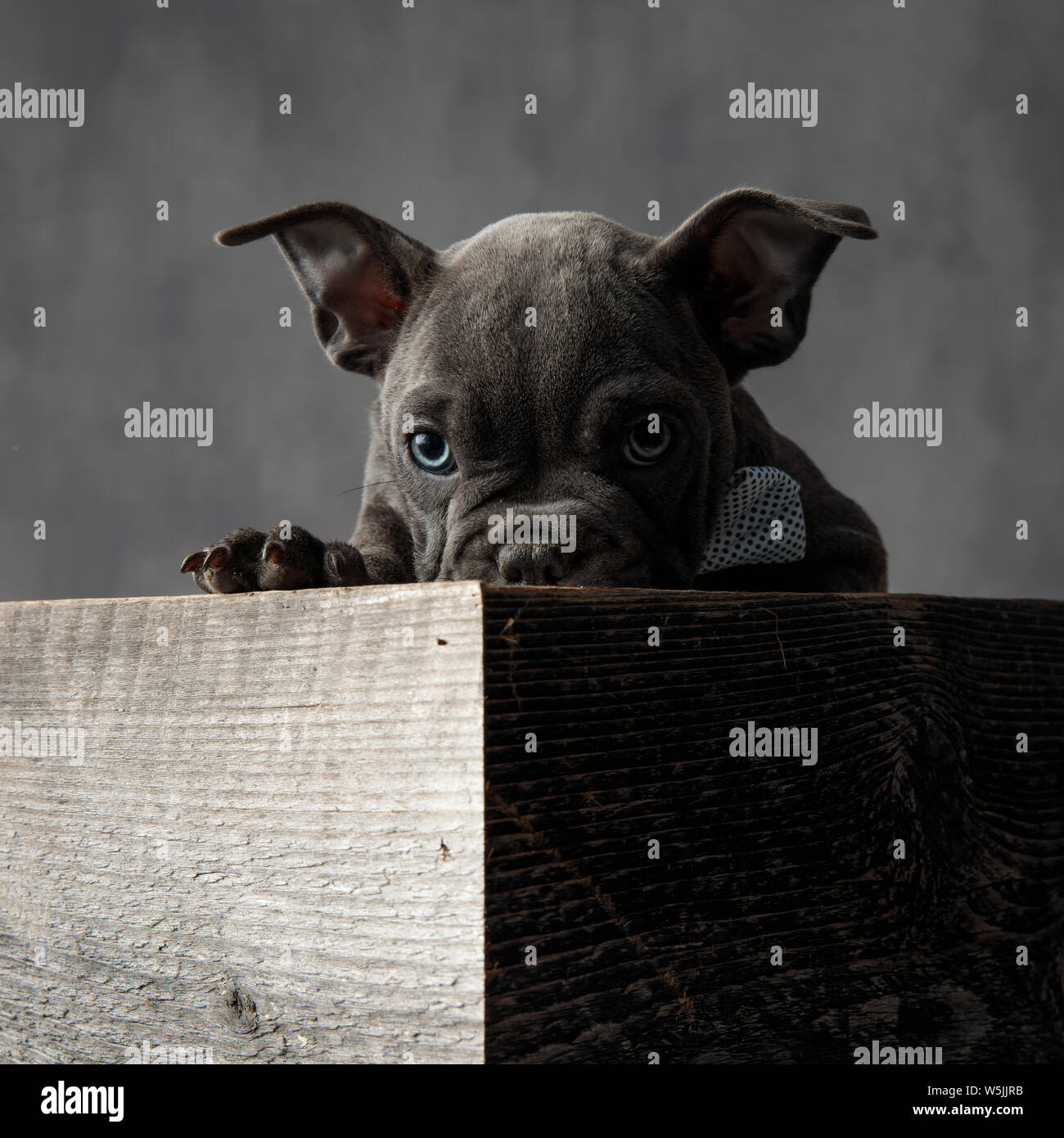 American bully puppy dog hi-res stock photography and images - Alamy