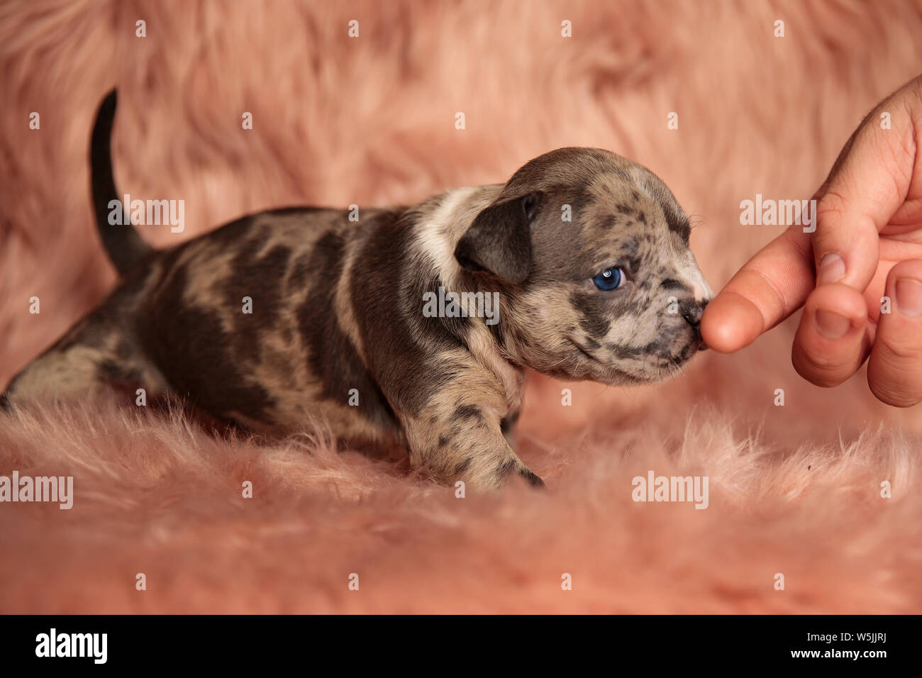 side view of cute brown American bully puppy walking and playing with a ...