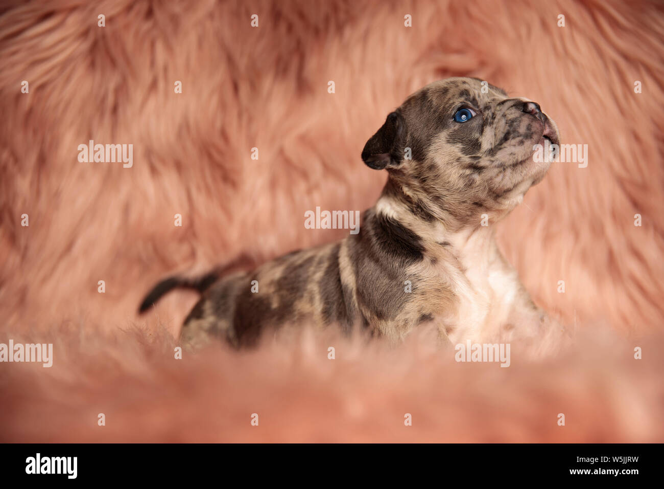 side view of cute brown American bully puppy with blue eyes looking up ...