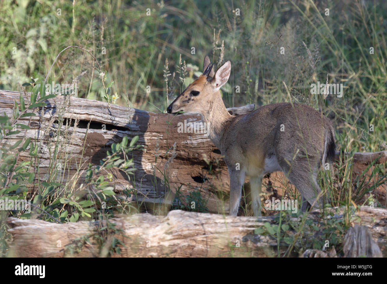 Duikers hi-res stock photography and images - Alamy
