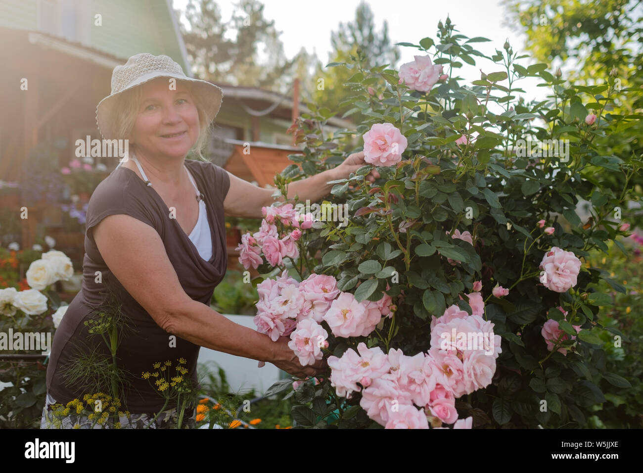Excited mature caucasian female gardener caring blossoming bush roses ...